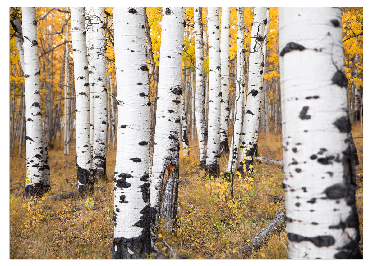 Aspen Themed Nature Note Card Collection | Any Occasion Greeting Cards ...